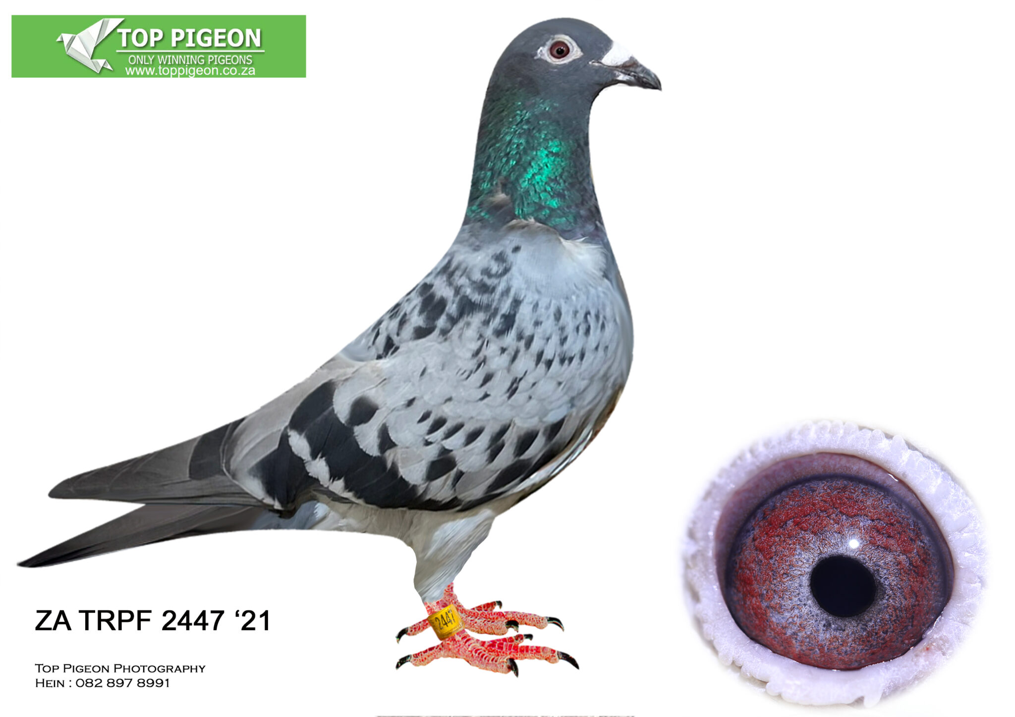 .LOT 7 TOP PIGEON MID YEAR AUCTION – (EX MARK KITCHENBRAND)-ZA 21 TRPF ...