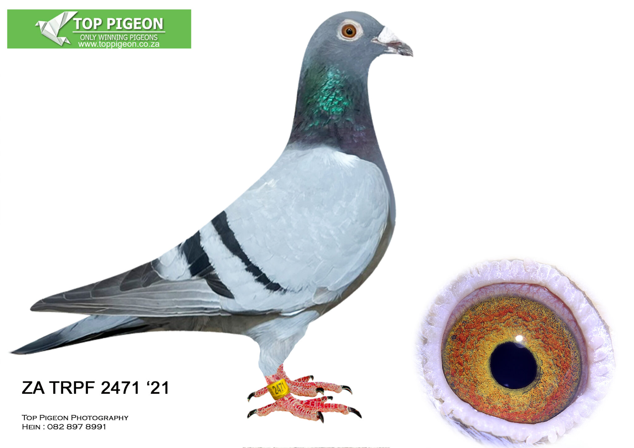 Lot 10 Kitchenbrand Lofts Auction 4-ZA 21 TRPF 2471 – THIS IS A INBRED ...