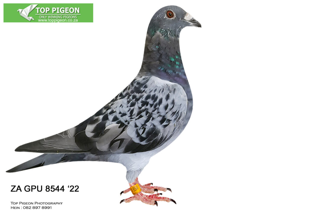 LOT 43 BENEKE LOFTS AUCTION 2-ZA 22 GPU 8544 – SIRE: DV 03391 19 256. ANDREAS MOLLER , HOOYMANS ...