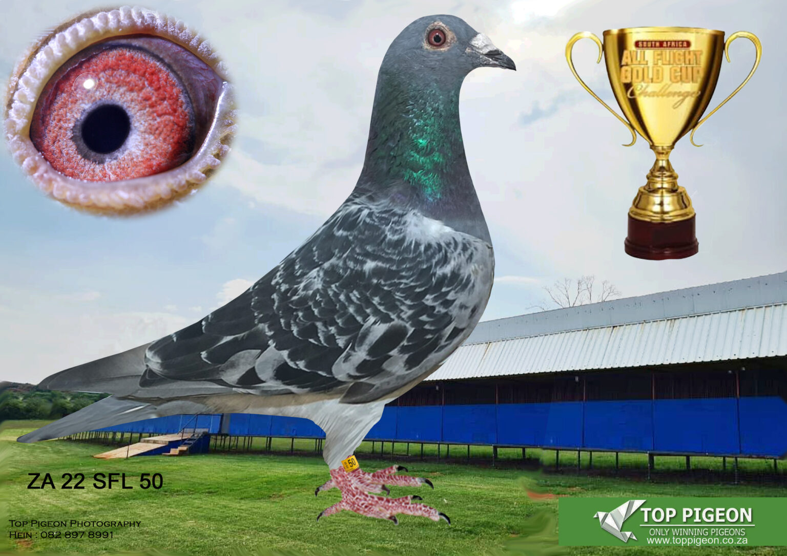 Lot 11 Carnival Summer Auction-PIETERSEN FAMILY LOFTS-ZA 22 SFL 50 BC – 3RD HOTSPOT 2