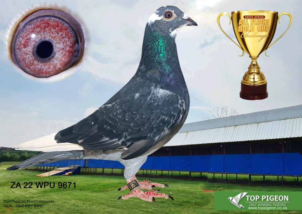 Lot 49 Carnival Summer Auction-PH ZA 22 WPU 9671 BCP –7TH FINAL WINNING ...