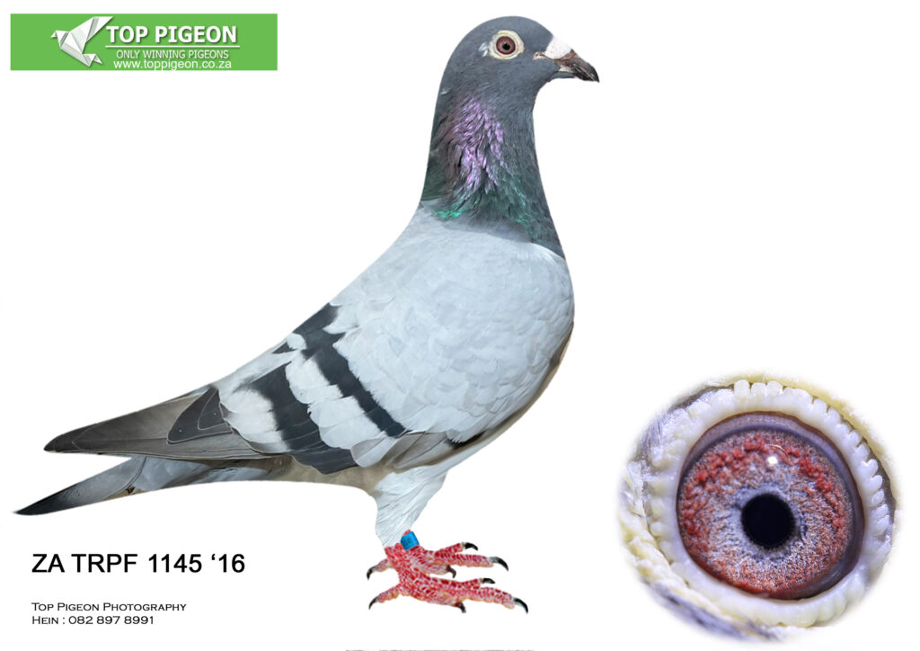 .Lot 5 Kitchenbrand Lofts Auction 4-ZA 16 TRPF 1145