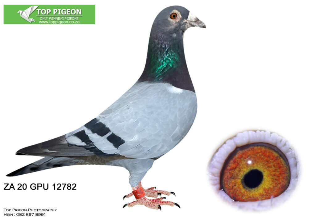 Lot 44 Kitchenbrand Lofts Auction 5-ZA 20 GPU 12782 – Raced by ...