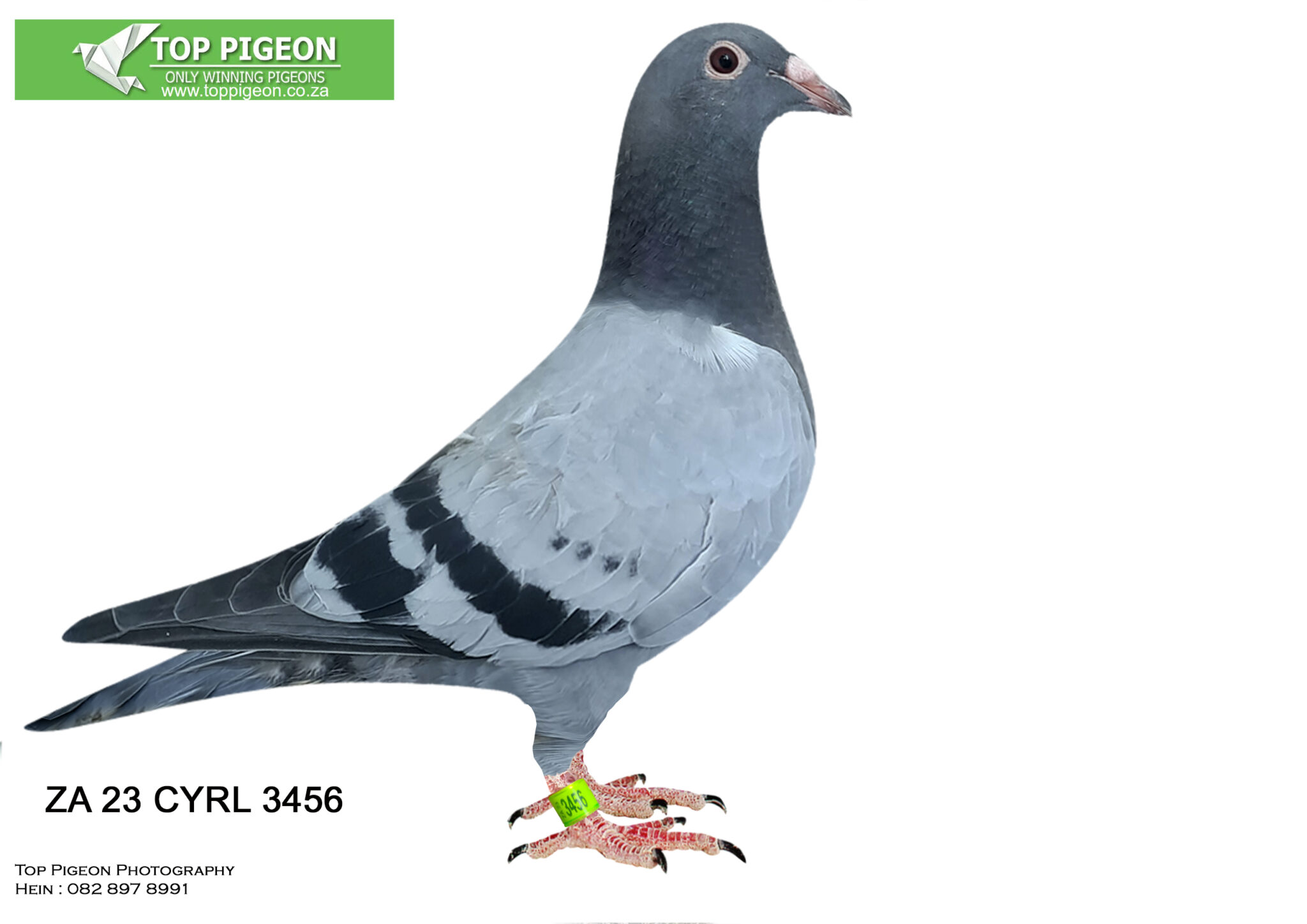 LOT 64 BENEKE LOFTS AUCTION 2 – ZA 23 CYRL 3456 – SIRE: ZA 19 OOA 580. SUPER HANDLER.HIGHLY ...