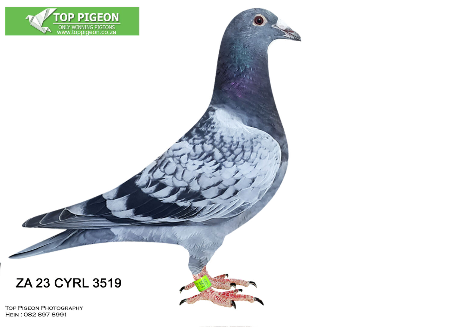 LOT 60 BENEKE LOFTS AUCTION 2 – ZA 23 CYRL 3519 – SIRE: 074791217 DV 11 ...