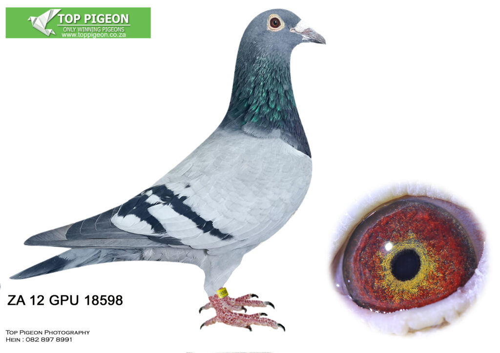 Lot 19 Gjt Lofts Za 12 Gpu 18598 Bb Cock Son To Super Dromer Inbred