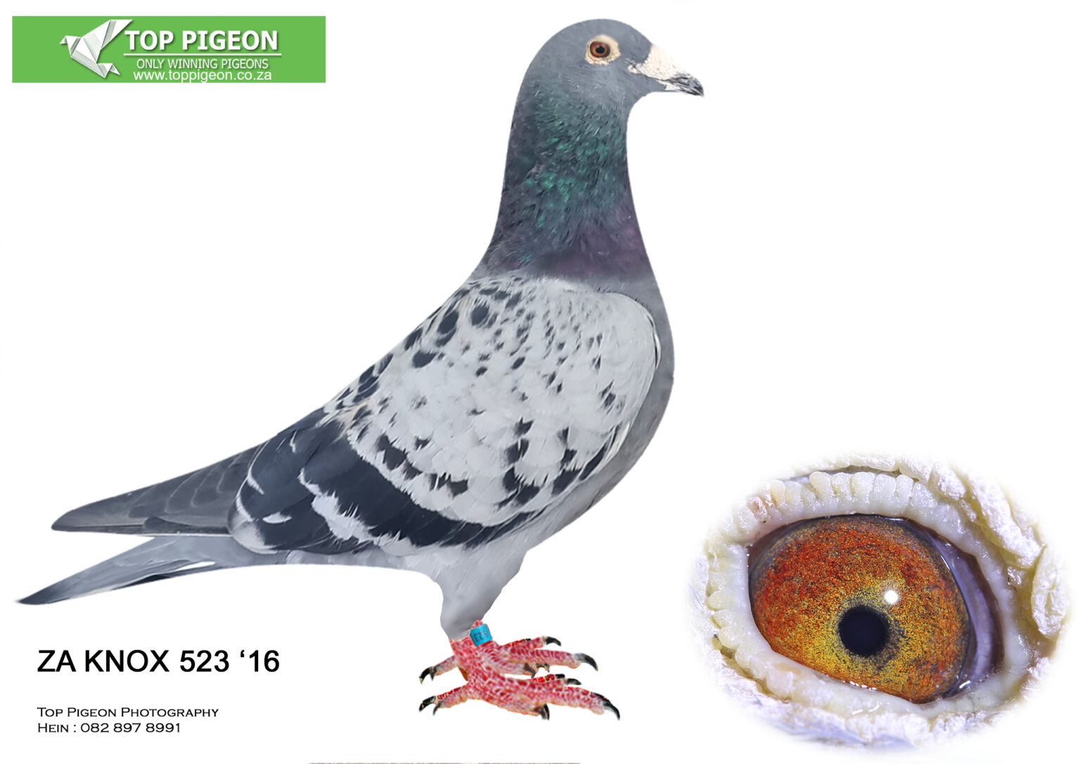 Lot 16 Robert Swanepoel Auction 1-ZA 523 KNOX 16 CH – SIRE: 2034581 ...