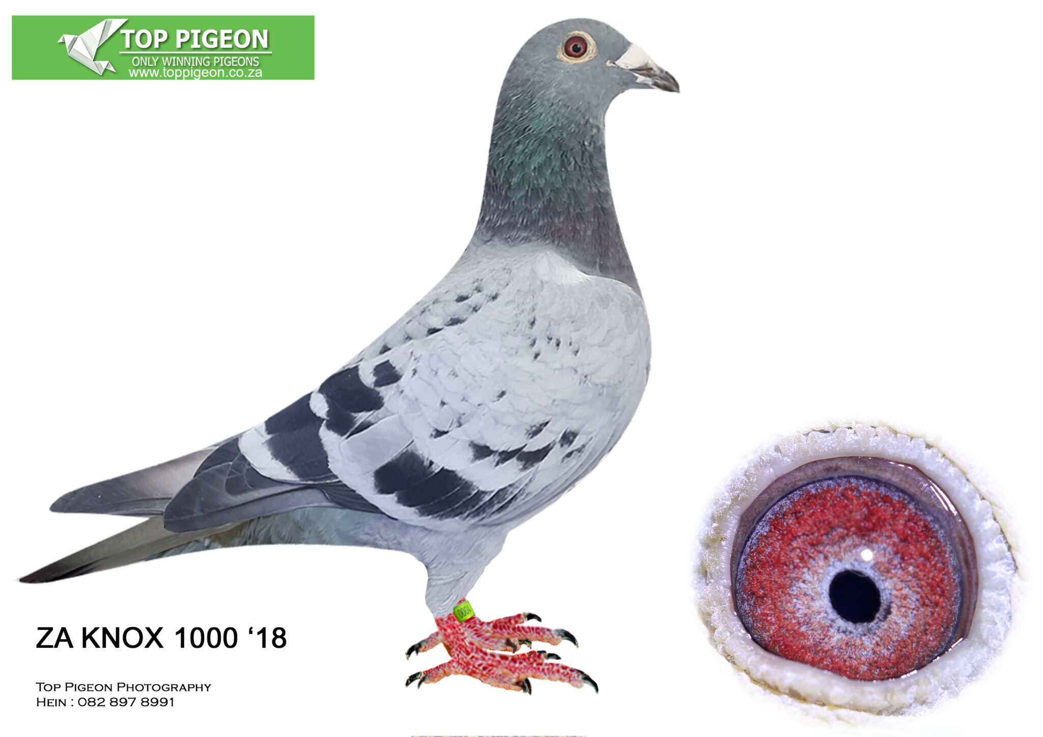 Lot 44 Robert Swanepoel Auction 1-ZA 1000 KNOX 18 CH – Bred for stock ...