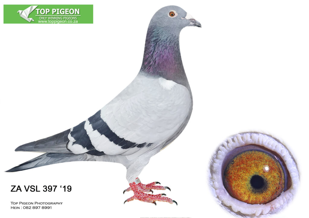 .LOT 3 GJT LOFTS – ZA 19 VSL 397 BB HEN – SOME OF THE BEST 810 BLOOD’ 4 ...