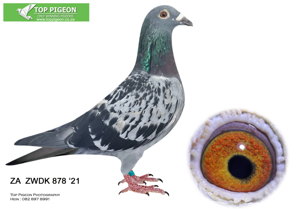 LOT 14 TOP PIGEON EASTER – ZA 21 ZWDK 878 CH – 3RD PLACE CLUB WINNER ...