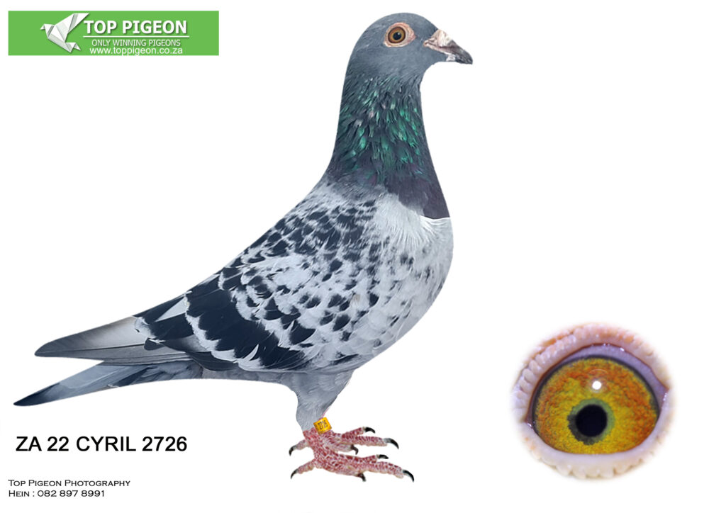 LOT 45 TOP PIGEON MID MAY – ZA 22 CYRL 2726 CH -Sablon/Koopman/Tom Lock ...