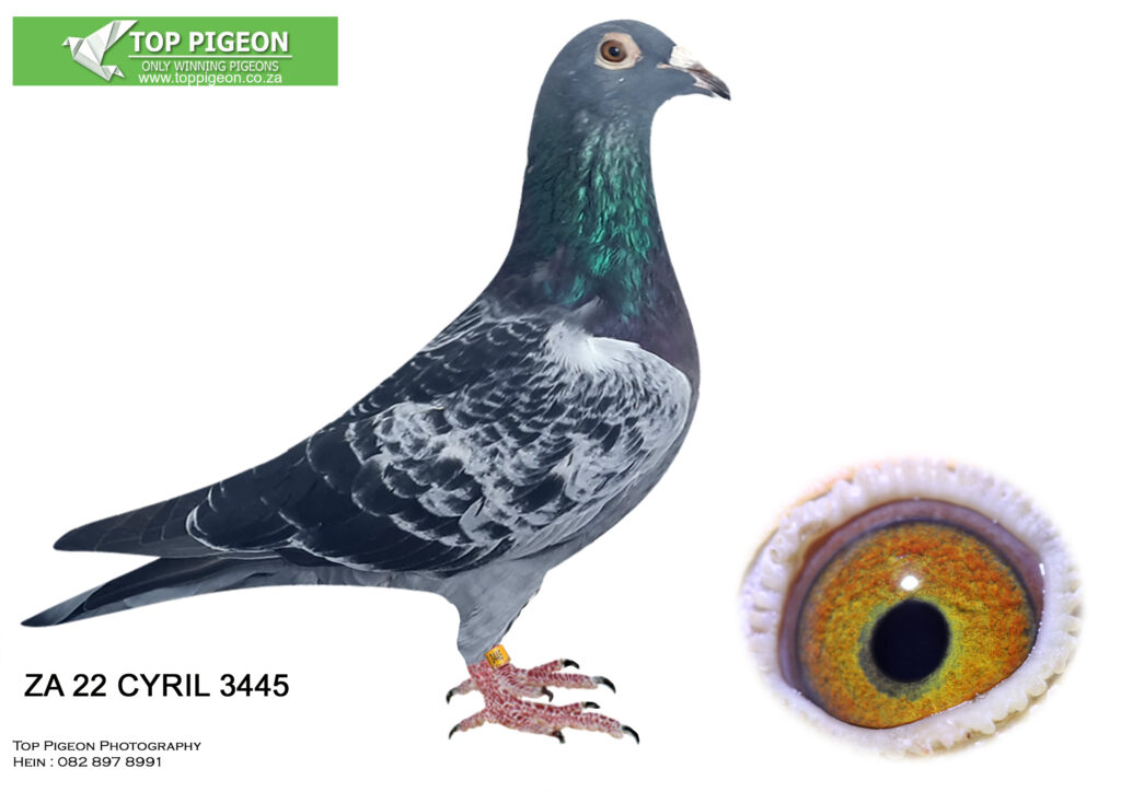 LOT 17 – REYNDERS & UMBERTI – ZA 22 CYRL 3445 CH -INBRED BEST KITTEL —- SIRE : 606 ZA 20 NOVP ...