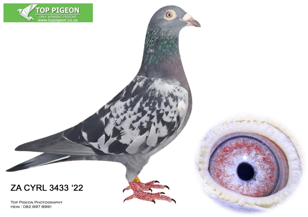 LOT 11 – REYNDERS & UMBERTI – ZA 22 CYRL 3433 CH – INBRED BEST KITTEL —- SIRE : 606 ZA 20 NOVP ...