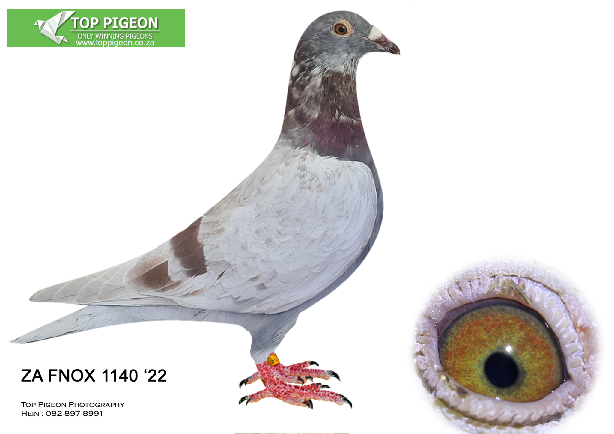 .Lot 8 Robert Swanepoel Auction 2-ZA 1140 KNOX 22 R – SIRE: 112 FNOX 21. JANSSEN GEBR. —–DAM: 83 ...