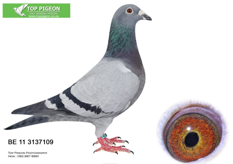 LOT 48 TOP PIGEON MID MAY – BE 11 3137109 BB – EX SAMDPR . NO PEDIGREE!!
