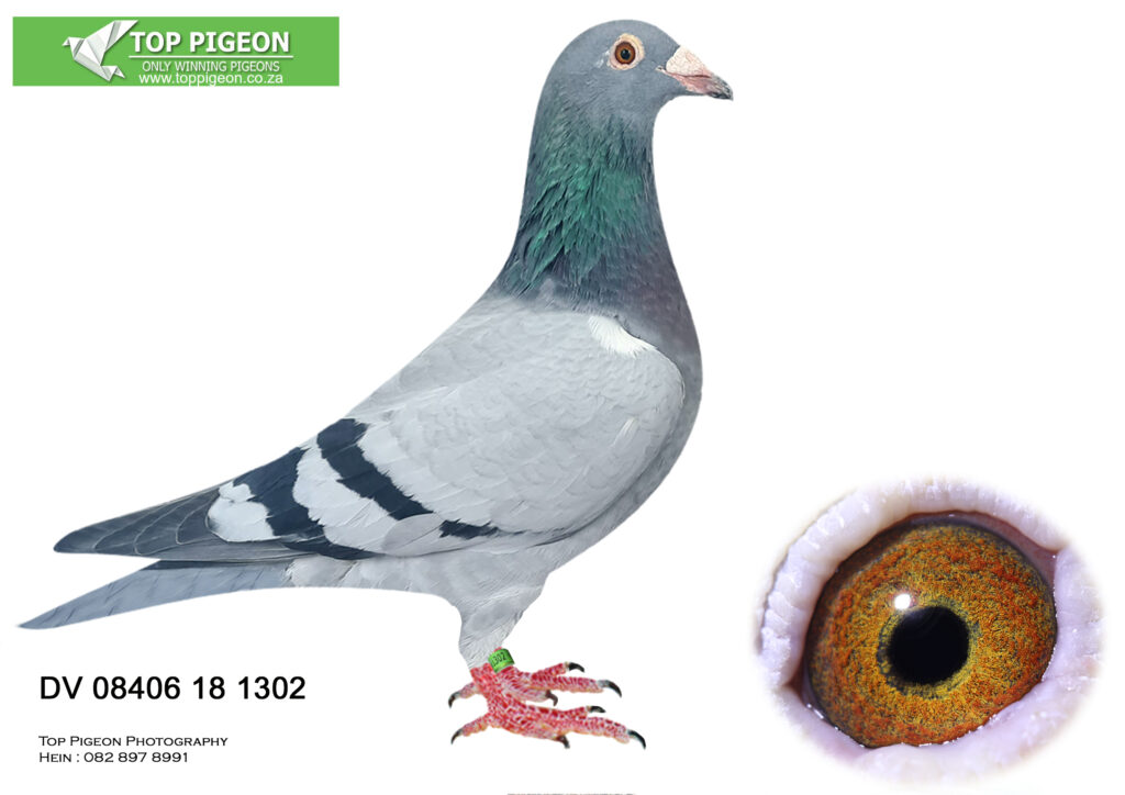 .LOT 2 TOPPIGEON MID MAY – DV 08406 18 1302 BB -ex samdpr pigeon – Bred in Germany- SIRE: DV ...