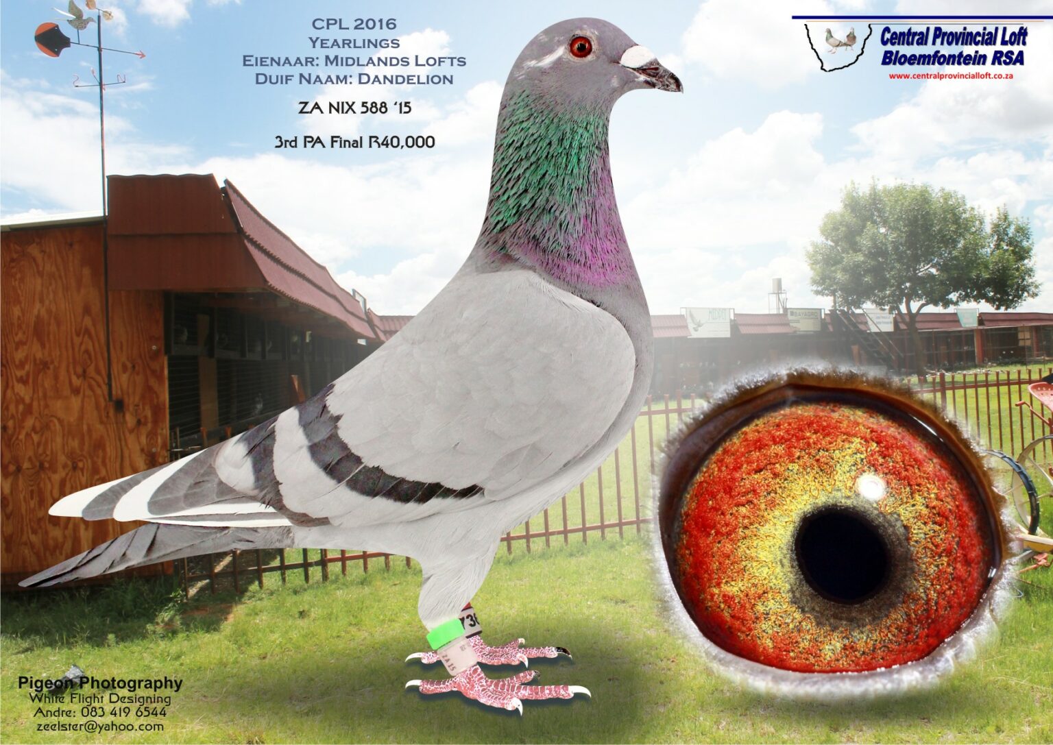 .LOT 1 MIDLANDS LOFTS AUCTION – ZA 15 NIX 588 BBWF – Raced 3rd CPL ...