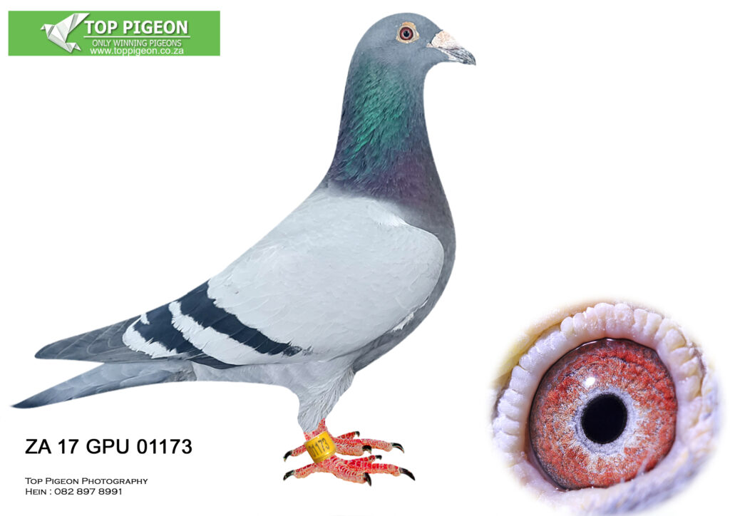 LOT 25 TOP PIGEON MID MAY – ZA 17 GPU 01173 BB – SIRE:25627 Klemens ...