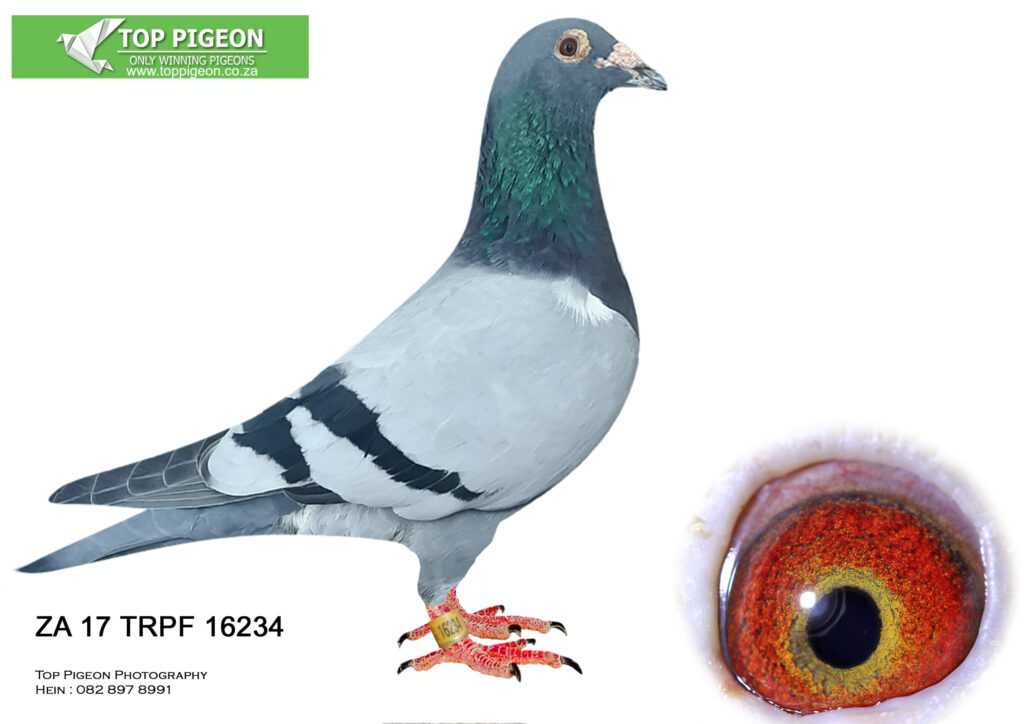 .LOT 9 MCDERMOTT LOFTS GPU HEN AUCTION – ZA 17 TRPF 16234 BB – SIRE: TRPF 1939 16. BABY NOM FLOR ...