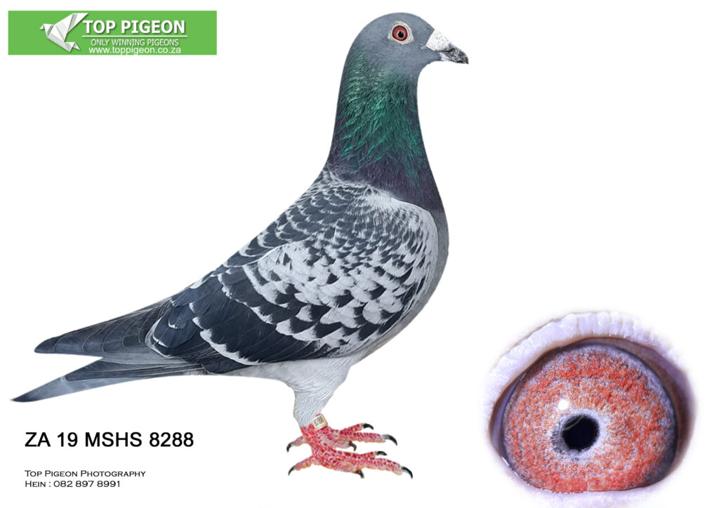 LOT 18 END AUGUST –ZA 19 MSHS 8288 BC – Son off the Original Imported Gebr Janssen Cock. One of ...