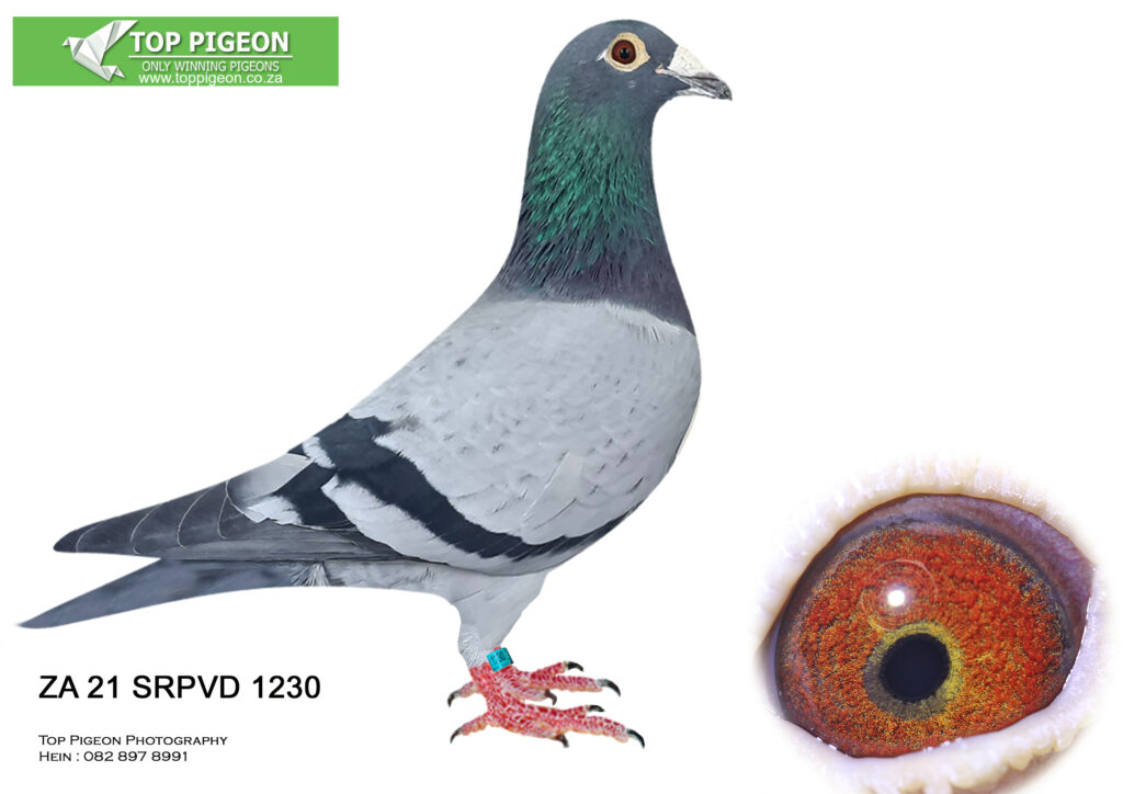 LOT 41 TOP PIGEON MID MAY – ZA 21 SRPVD 1230 BB -BRED BY WILLIE MUNNIK ...