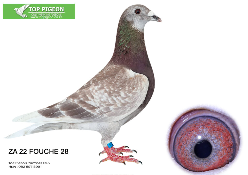 LOT 11 FOUCHE LOFTS JANSEN AUCTION – ZA 22 FOUCHE 28 RC – Sire is Lot 10 Son Mother mating to ...