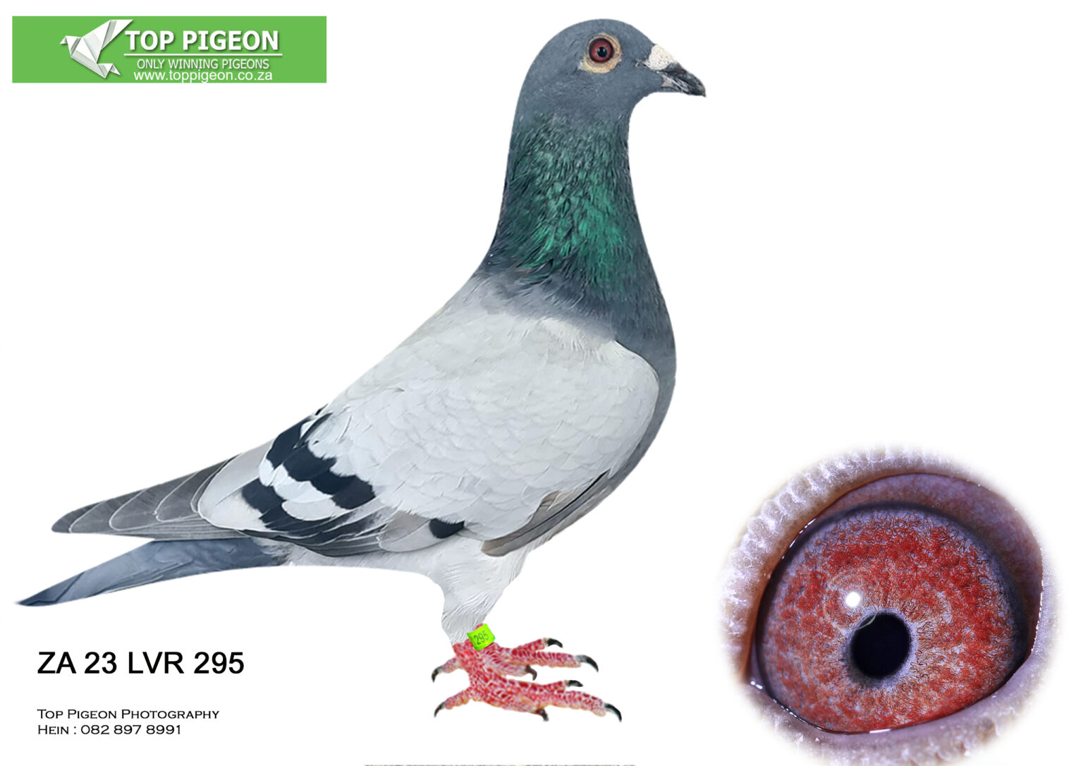 LOT 16 TOP PIGEON KITTEL AUCTION – ZA 23 LVR 295 BB – Bred from a world ...