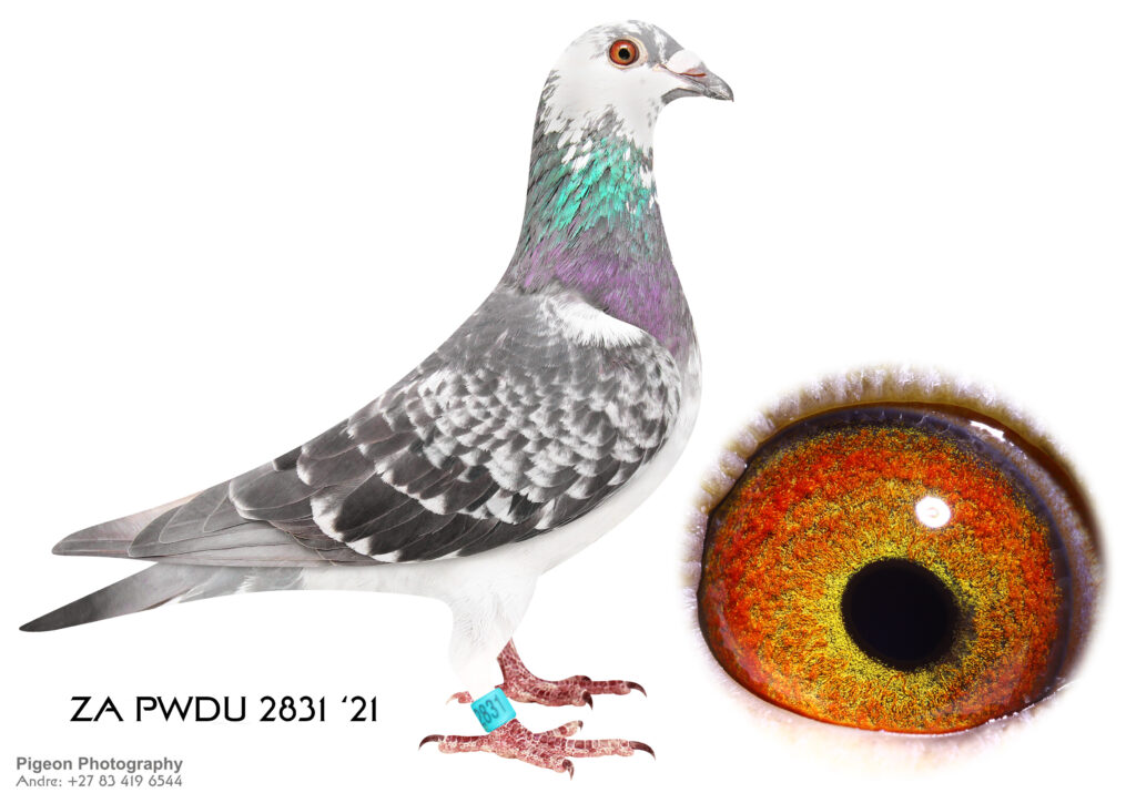 LOT 12 TOP PIGEON MID MAY – ZA 21 PWDU 2831 CHPD -Super handler .Nest ...