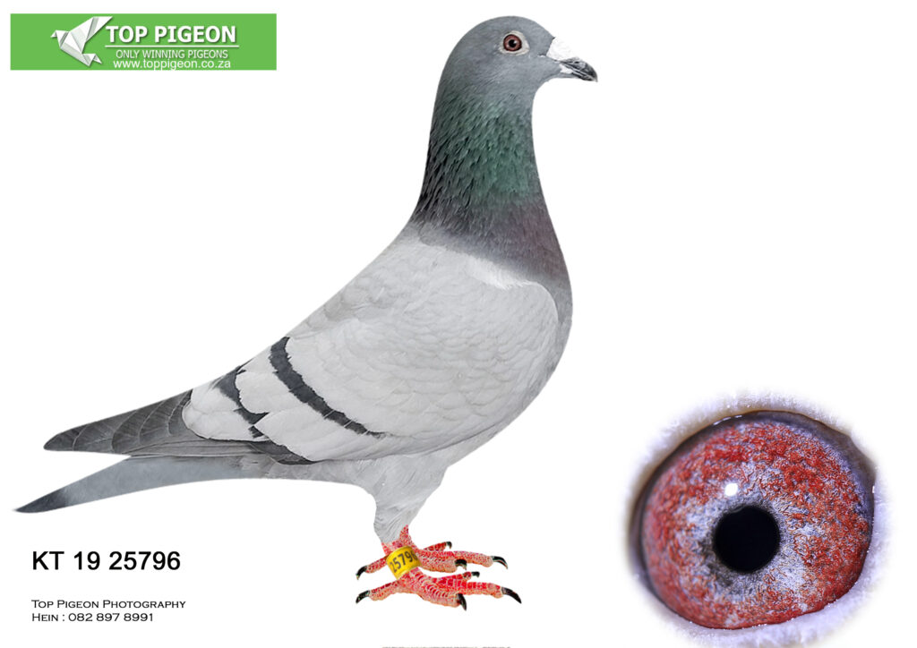 .LOT 5 WACKY WEDNESDAY – ZA 20 PWDU 10026 —-BRED BY DIE HUYSERS—- THIS HEN WAS BRED TO RACE IN ...