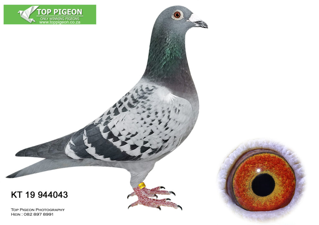 .LOT 5 WACKY WEDNESDAY – ZA 20 PWDU 10026 —-BRED BY DIE HUYSERS—- THIS HEN WAS BRED TO RACE IN ...