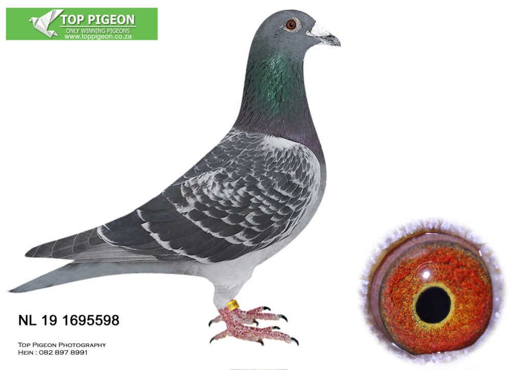 ACTIVE AUCTION – R500 BARGAIN BOX – FROM 11 JUNE TO SUNDAY 15 JUNE 2025 (ENDING FROM 17:00)