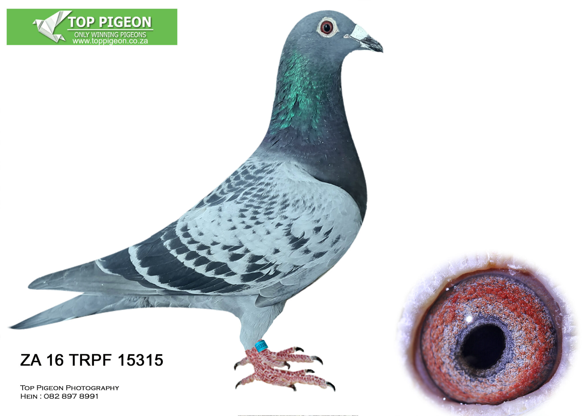 LOT 18 WACKY WEDNESDAY – ZA 16 TRPF 15315 CH – SIRE BRED FROM A BROTHER HARRY X LIMOGES GABY ...