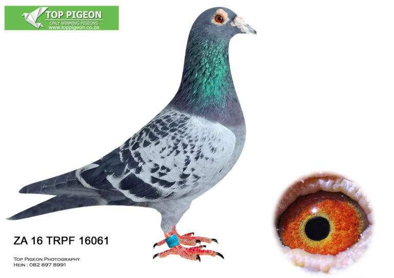 LOT 30 MCDERMOTT LOFTS AUCTION – ZA 16 TRPF 16061 – SIRE: ZA 15 TRPF 6397* . WINNER.—–DAM: A 15 ...