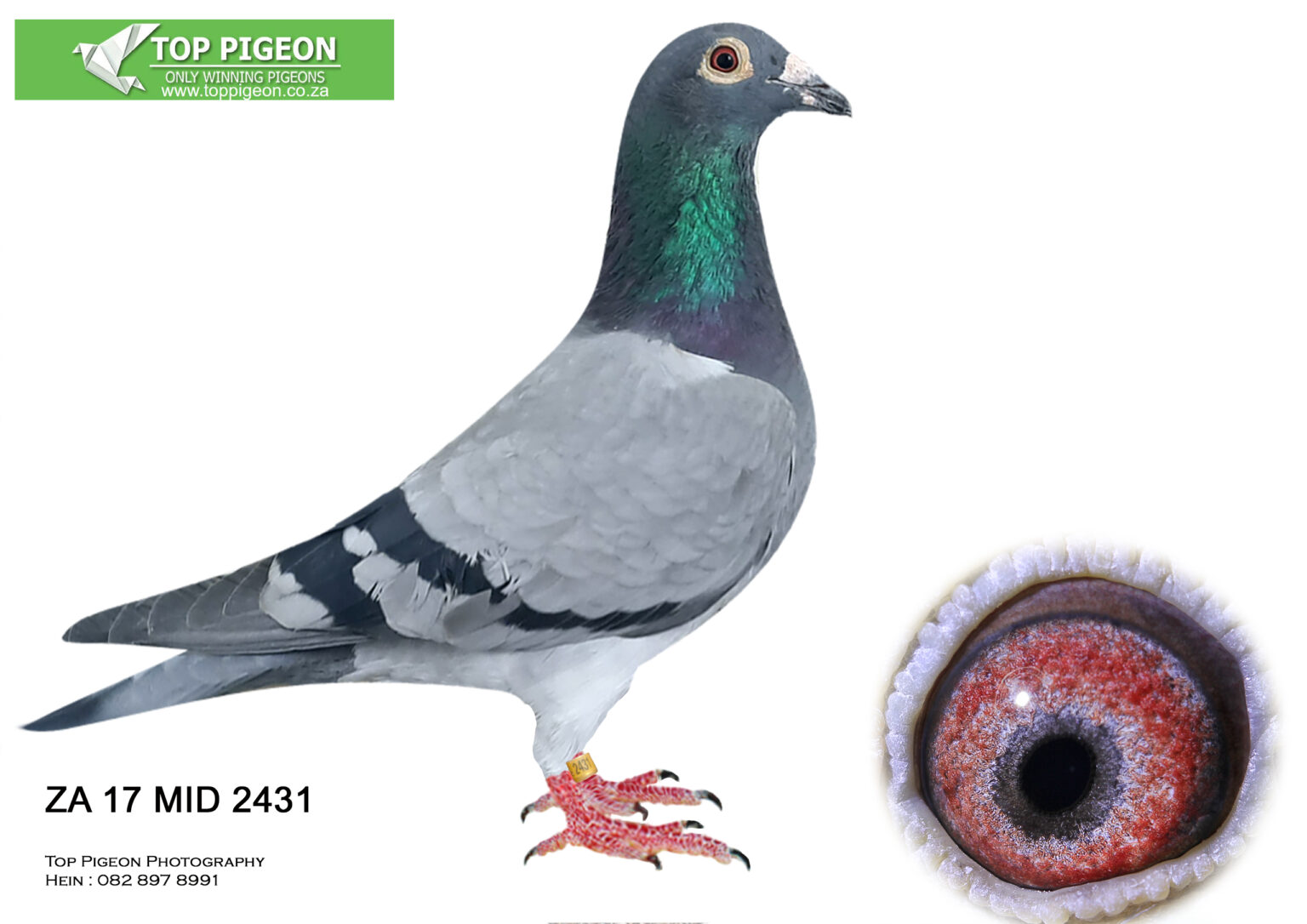 .LOT 1 PIETER VAN ZYL / PLATFONTEIN HOKKE AUCTION 2 –ZA 17 MID 2431 – 1 ...