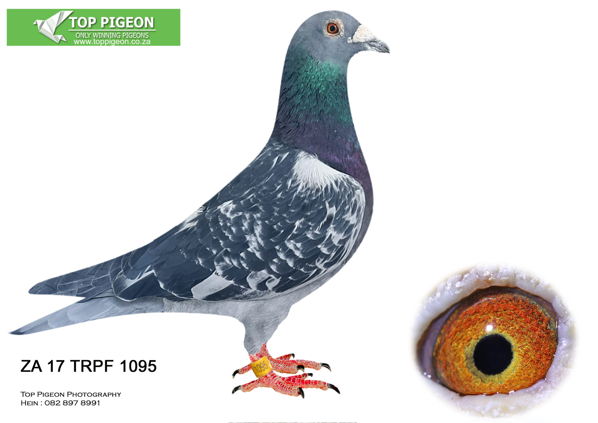 LOT 22 VIP SUNDAY – ZA 17 TRPF 1095 – SIRE:ZA 15 TRPF/D 21922. Alias “22” Strain: Tom Lock Color ...