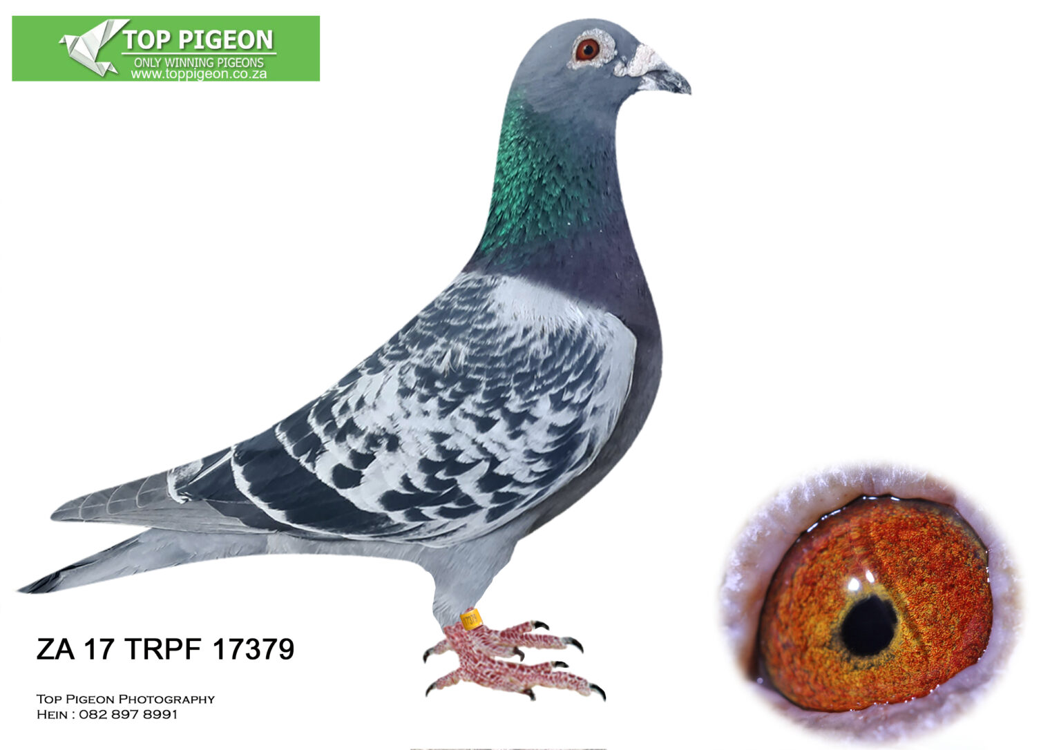 LOT 38 MCDERMOTT LOFTS AUCTION – ZA 17 TRPF 17379 – SIRE: ZA 14 TRPF 00258. “RORY’S COCK”. TOM ...