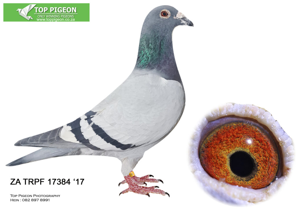 LOT 25 MCDERMOTT LOFTS AUCTION – ZA 17 TRPF 17384 BB – SIRE: ZA 15 TRPF 6337. Strain: Van ...