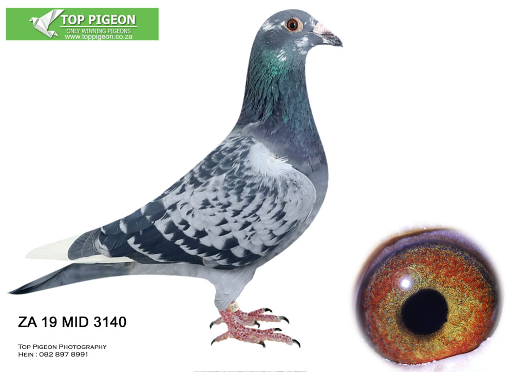 LOT 21 TOP PIGEON GOLD – – ZA 19 MID 3140 – SIRE: 01594 ZA 14 . BRED ...