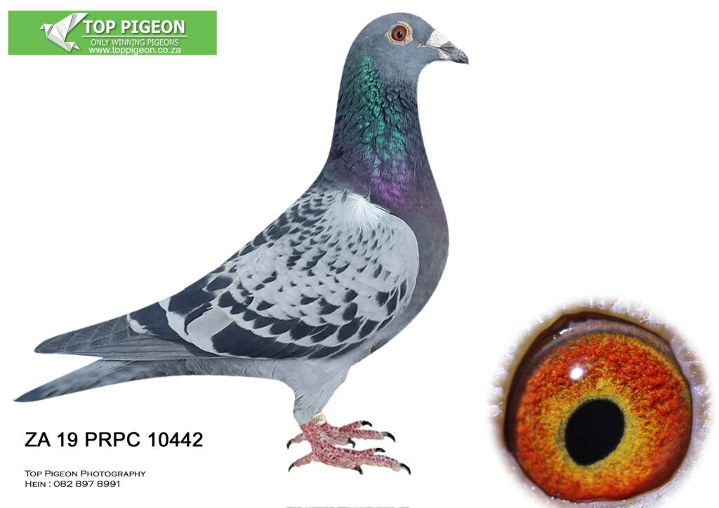 LOT 41 MCDERMOTT LOFTS AUCTION – ZA 19 PRPC 10442 CH – SIRE: ZA 18 90857 . HUYSER. FULL BROTHER ...