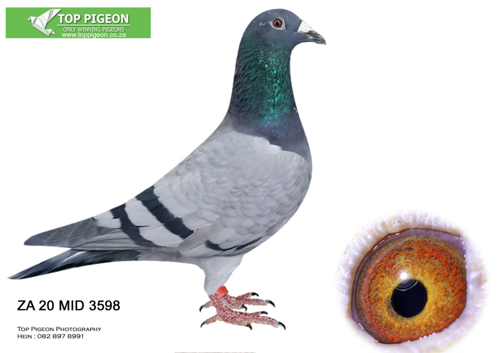 .LOT 9 TOP PIGEON MID JULY – ZA 20 MID 3598 – SIRE: 05694 ZA 13. NO ...