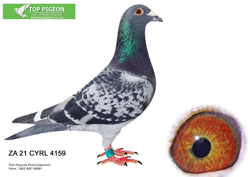 LOT 22 HOT THURSDAY NIGHT AUCTION -ZA GPU 2022 8534 BBAR -HALF SIBLING TP 7TH FINAL AFRIKAPRO ...