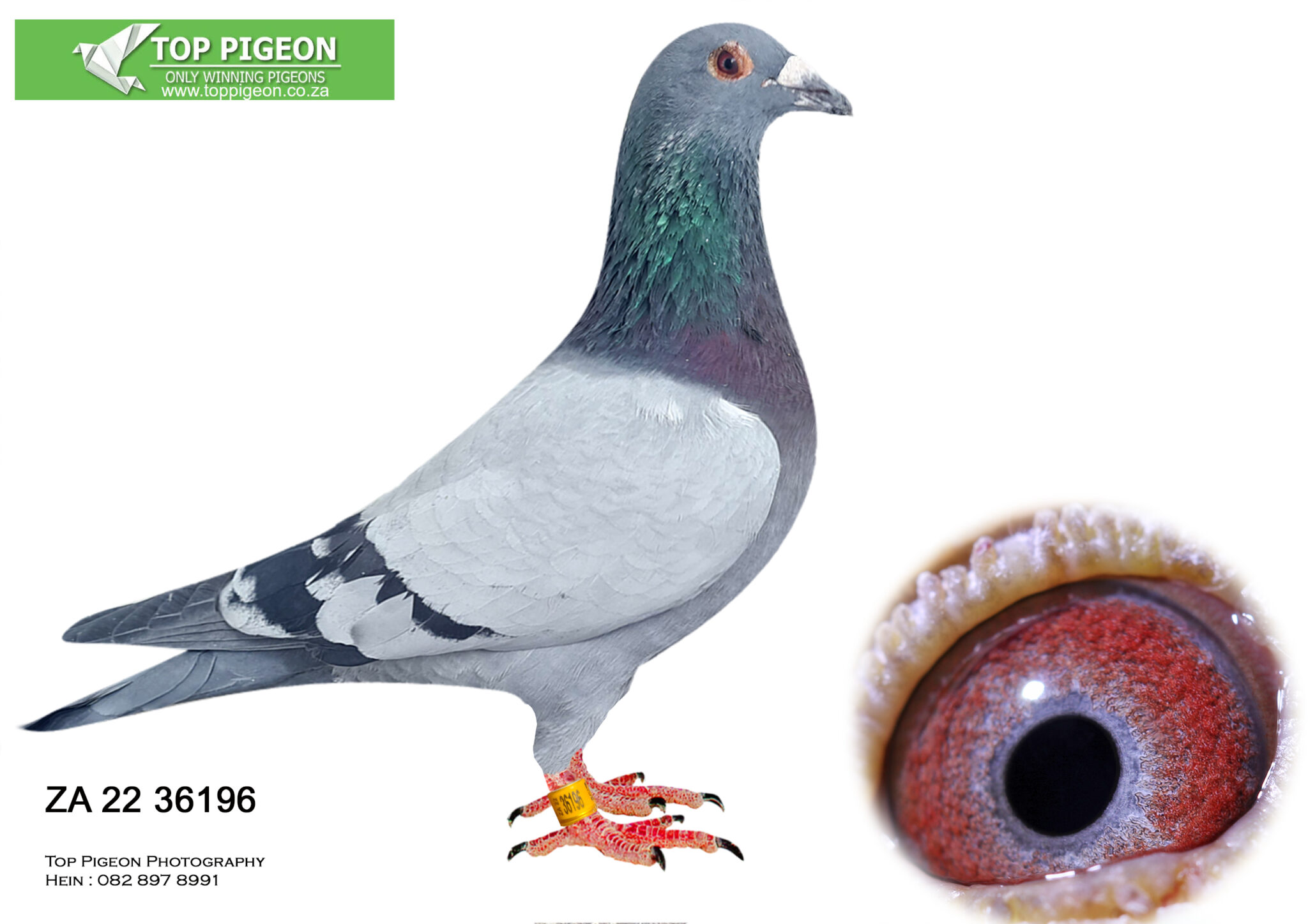 LOT 19 MCDERMOTT LOFTS AUCTION – ZA 22 36196 BB – SIRE: 14508 ZA TRPF 10 Colour: BB Van Elsacker ...