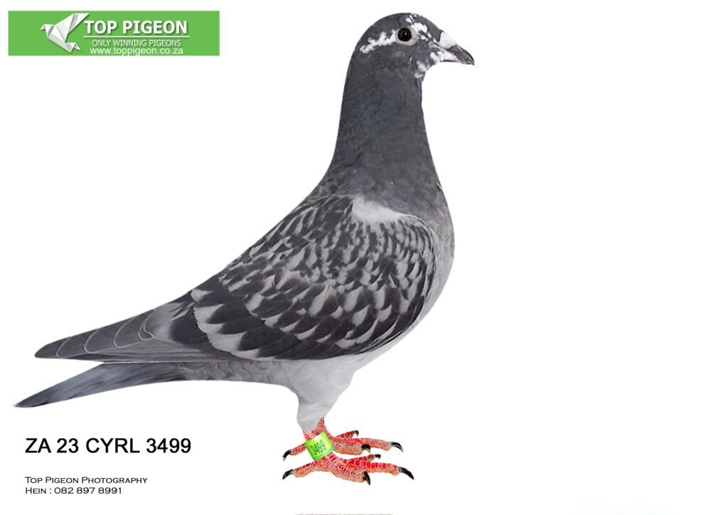 LOT 12 MID OCTOBER – ZA 23 CYRL 3499 CHPD – SIRE: DV 03391 19 256 ...