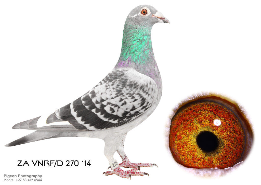 .LOT 1 FERDIE COETZER AUCTION – ZA 22 CRU 1257 BB – Uniique mating . Inbred to Marissa , Ace ...