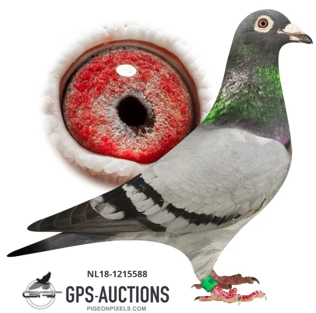 LOT 14 TOP PIGEON GOLD – NL 18 1215588 (NORMAN PHILLIPS) – SIRE: GBC 14 ...
