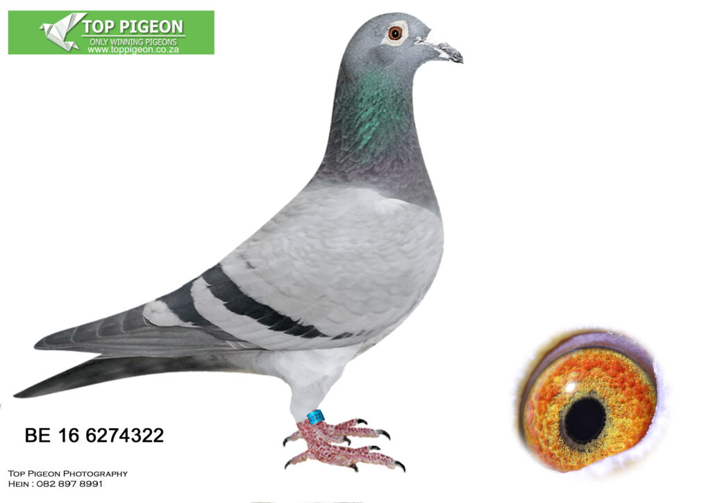 .LOT 3 TOP PIGEON GOLD – BE 16 6274322 BB (JOHN VAN DEN BOS) – THIS IS ...