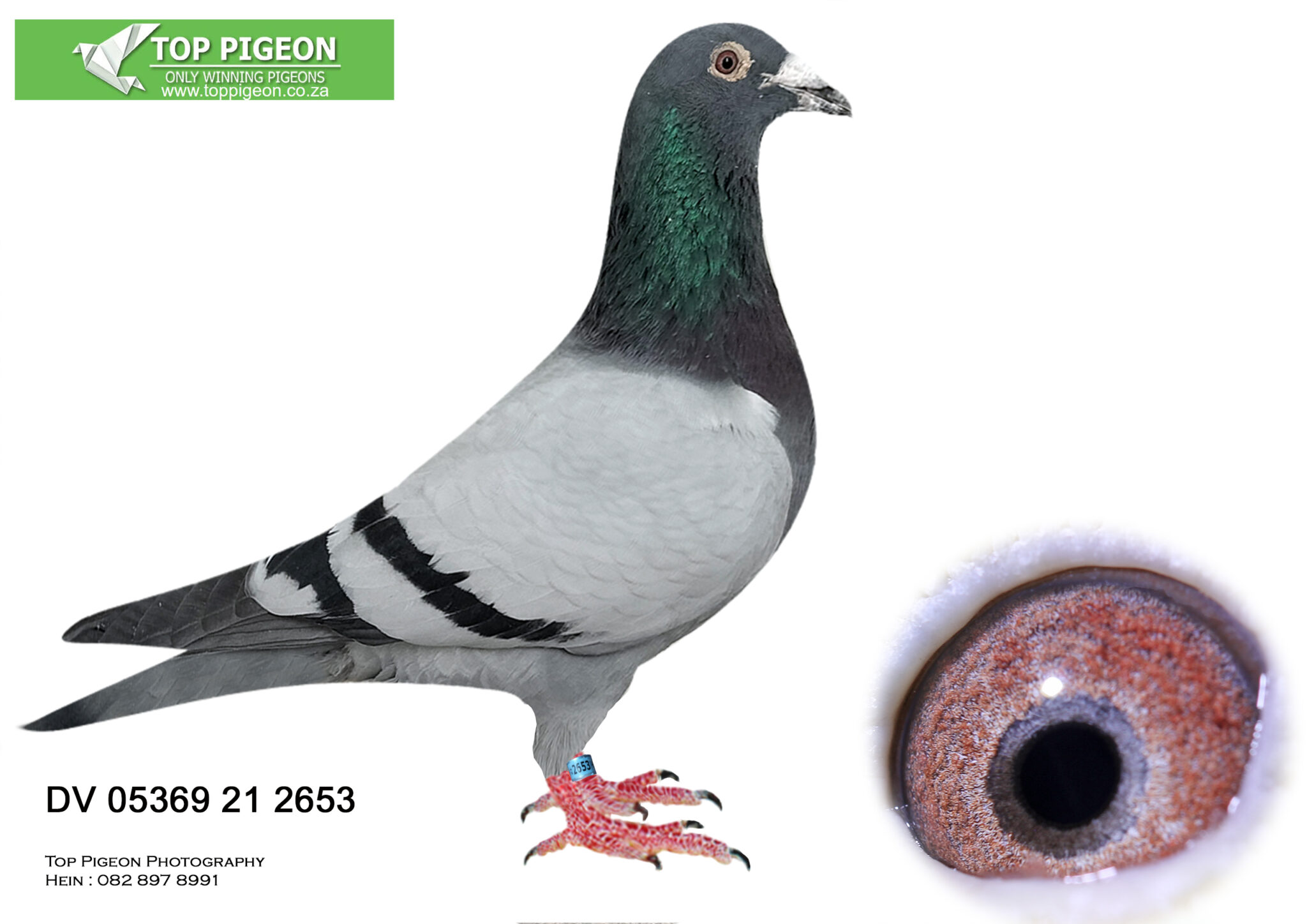 LOT 10 ENGELBRECHT J & T AUCTION – DV 05369 21 2653 BB – HANS PAUL ...