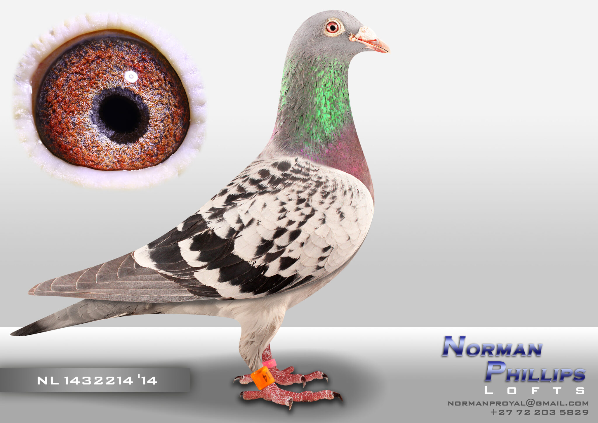 .LOT 1 TOP PIGEON GOLD – NL 14 1432214 (NORMAN PHILLIPS) – Super ...