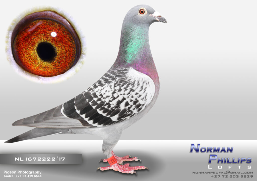 LOT 15 MID OCTOBER –NL 17 1672222 -DAM TO 2023 DINOKENG BARZALONA ...