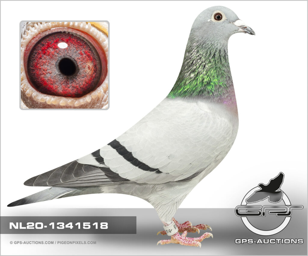 LOT 12 TOP PIGEON GOLD – NL 20 1341518 (NORMAN PHILLIPS) –SIRE: NL 18 ...